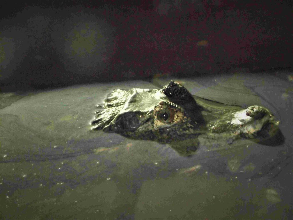 Spectacled Caiman - Animal Experiences At Wingham Wildlife Park In Kent