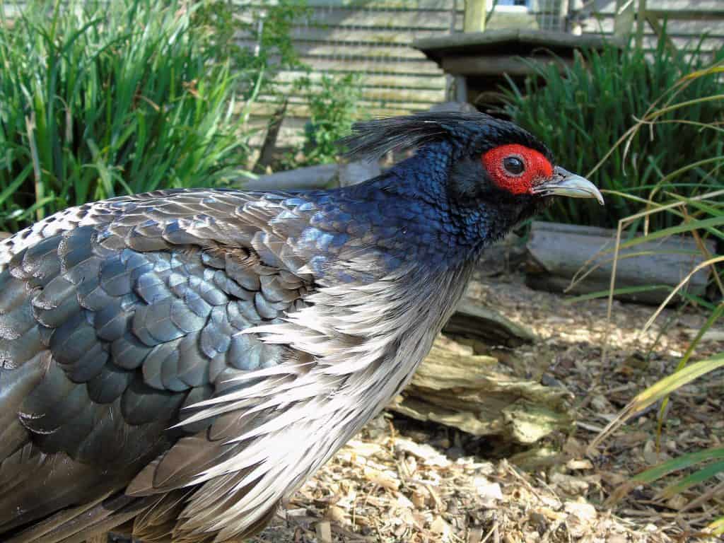 See The Animals At Wingham Wildlife Park, Based In Kent.