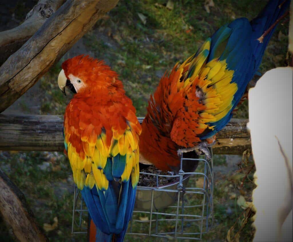Scarlet Macaw - Animal Experiences At Wingham Wildlife Park In Kent