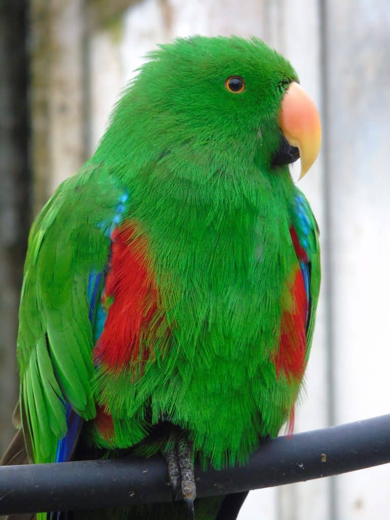 See The Animals At Wingham Wildlife Park, Based In Kent.