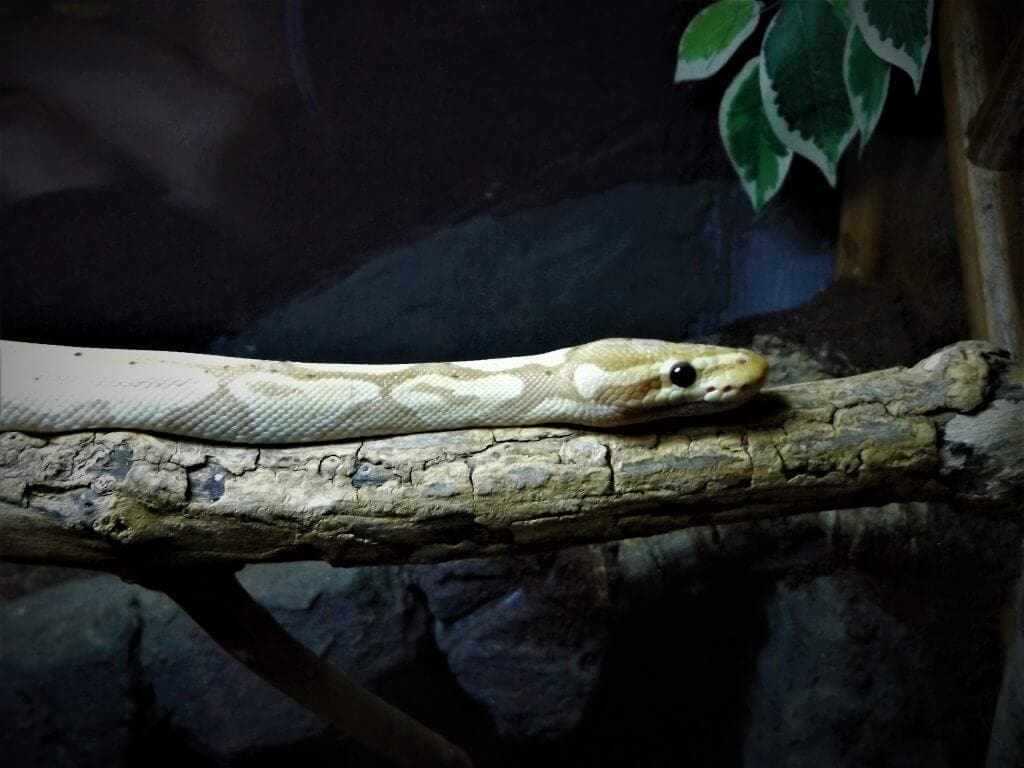 Royal Python - Animal Experiences At Wingham Wildlife Park In Kent