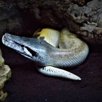 Blood Python - Animal Experiences At Wingham Wildlife Park In Kent