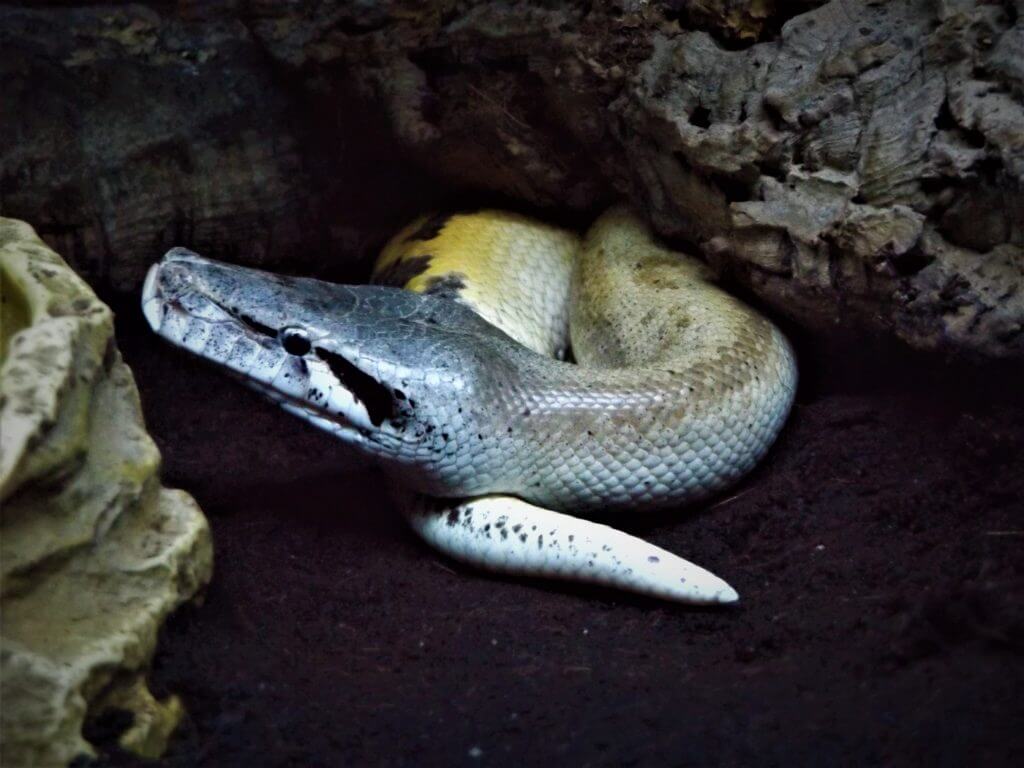 Blood Python - Animal Experiences At Wingham Wildlife Park In Kent