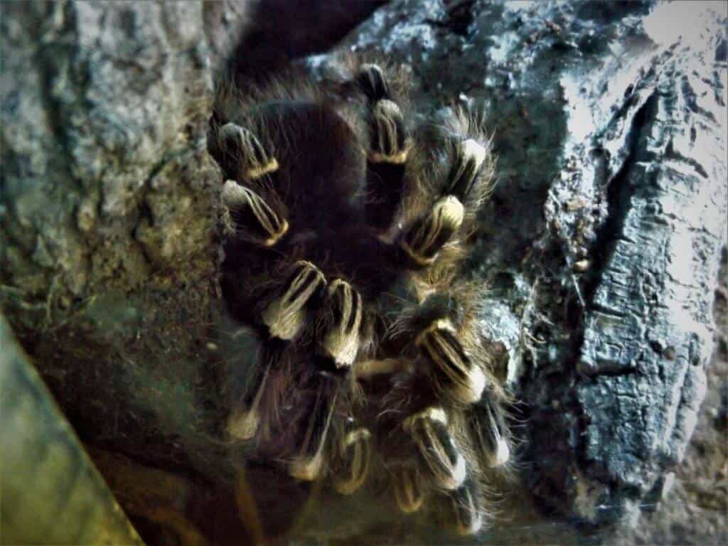 Brazilian White Knee Tarantula - Animal Experiences At Wingham Wildlife ...