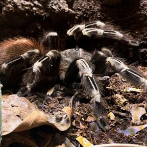 Brazilian White Knee Tarantula - Animal Experiences At Wingham Wildlife ...