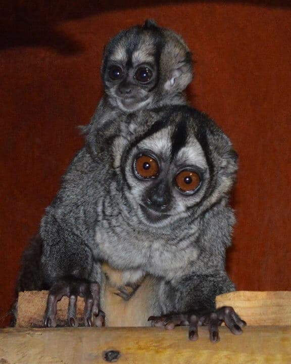 Spix's Night Monkey - Animal Experiences At Wingham Wildlife Park In Kent