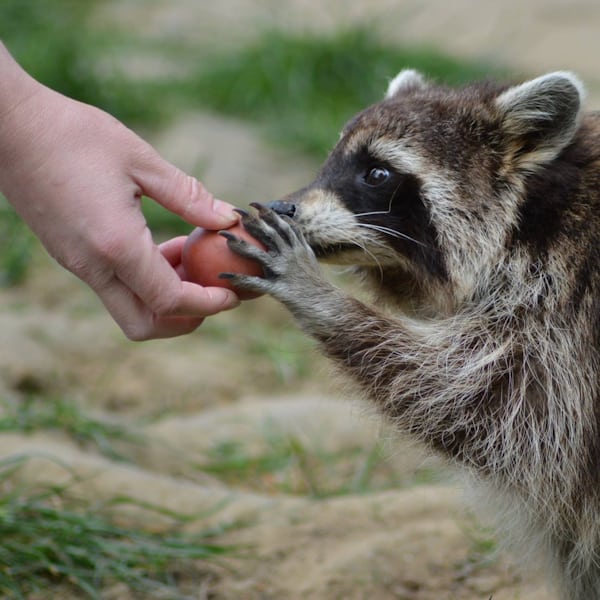 Sloth Experiences - Animal Experiences At Wingham Wildlife Park In Kent
