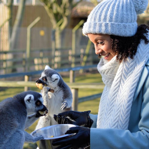 Penguin Experiences - Animal Experiences At Wingham Wildlife Park In Kent