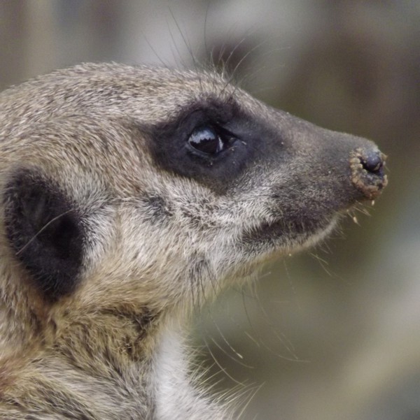 Meerkat Experiences - Animal Experiences At Wingham Wildlife Park In Kent