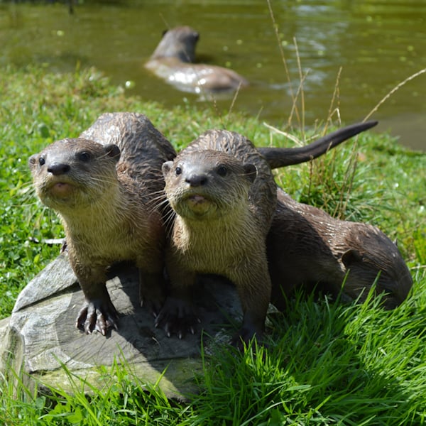 Capybara Experiences - Animal Experiences At Wingham Wildlife Park In Kent