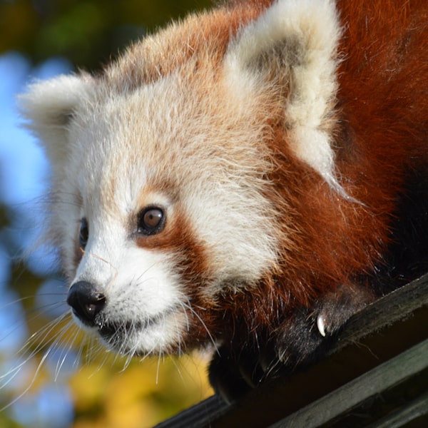 Sloth Experiences - Animal Experiences At Wingham Wildlife Park In Kent