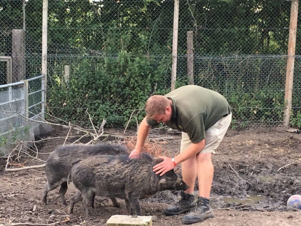 Major breakthrough: Pigs observed to be capable of using tools | Nature ...