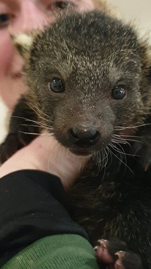 Kali the Destroyer (of hearts) - Animal Experiences At Wingham Wildlife ...