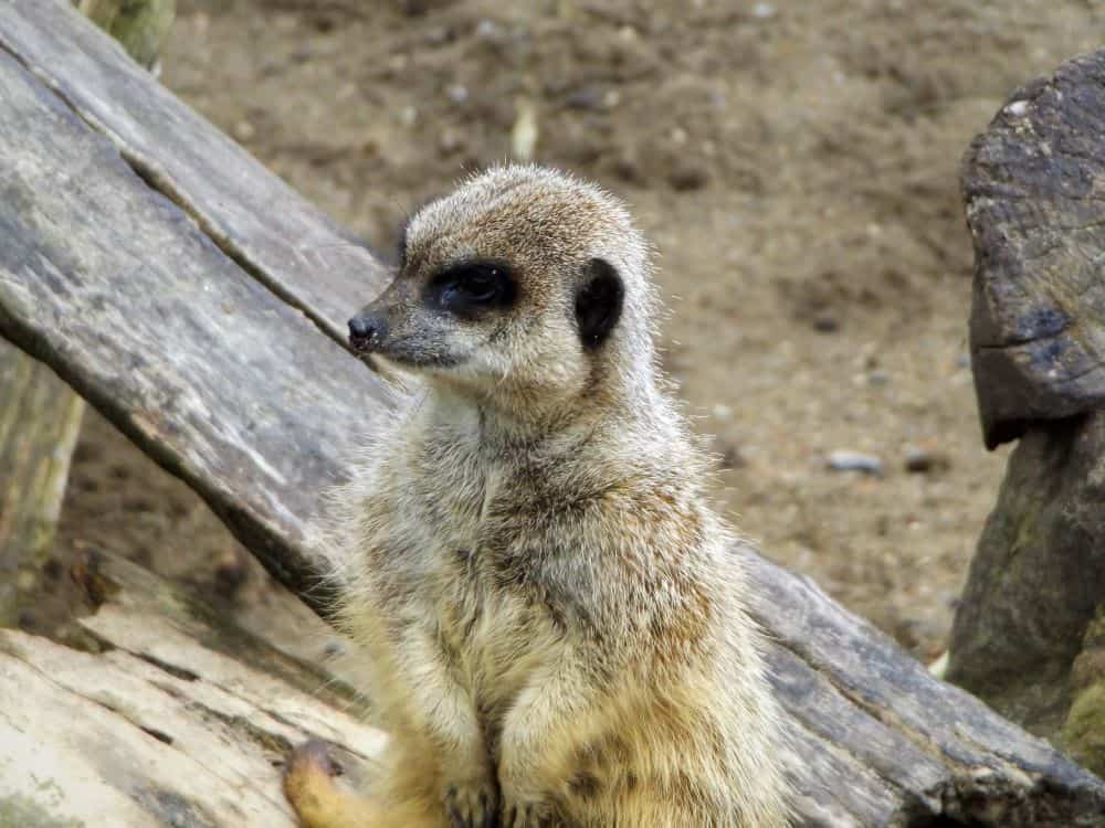 Meerkat Experiences - Animal Experiences At Wingham Wildlife Park In Kent