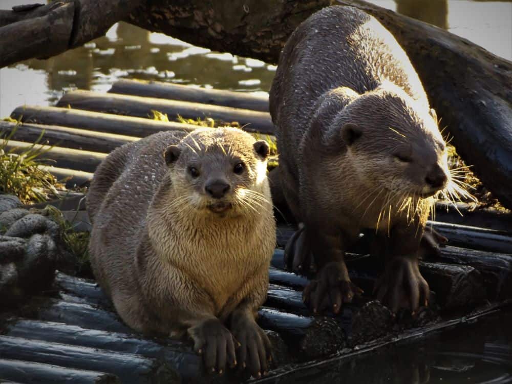 Otter Experiences - Animal Experiences At Wingham Wildlife Park In Kent