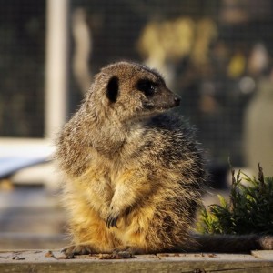 Meerkat Experiences - Animal Experiences At Wingham Wildlife Park In Kent