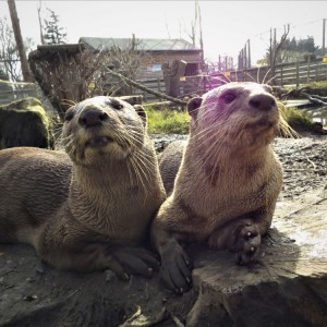 Otter Experiences - Animal Experiences At Wingham Wildlife Park In Kent