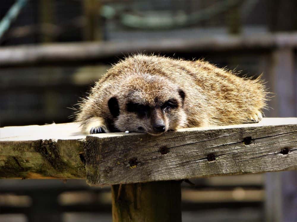 Meerkat Experiences - Animal Experiences At Wingham Wildlife Park In Kent