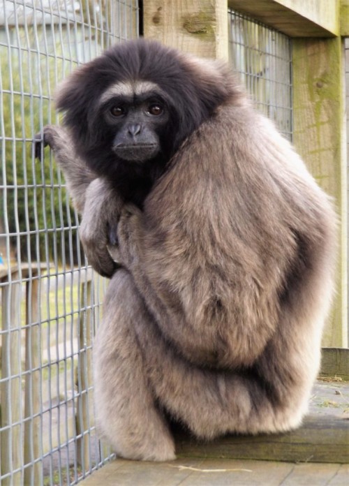 Glorious Gibbons - Animal Experiences At Wingham Wildlife Park In Kent