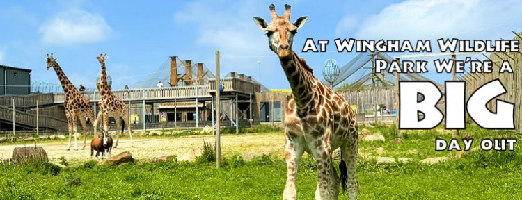 Animal Experiences At Wingham Wildlife Park In Kent