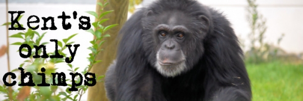 Animal Experiences At Wingham Wildlife Park In Kent