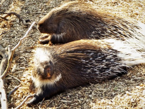 Quill, Quill, Quill! - Animal Experiences At Wingham Wildlife Park In Kent
