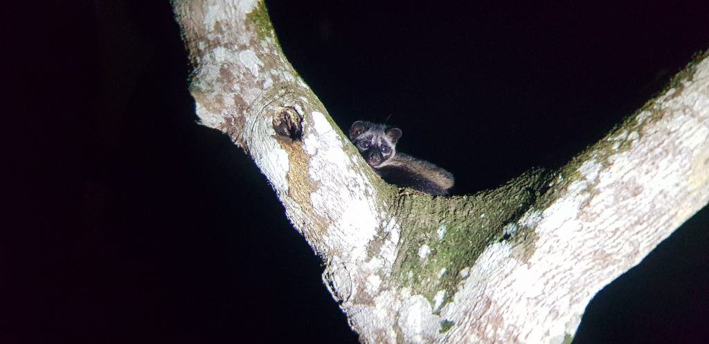 Birds of Borneo - Animal Experiences At Wingham Wildlife Park In Kent