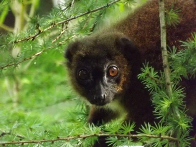 It’s not a monkey – Celebrating World Lemur Day - Animal Experiences At ...