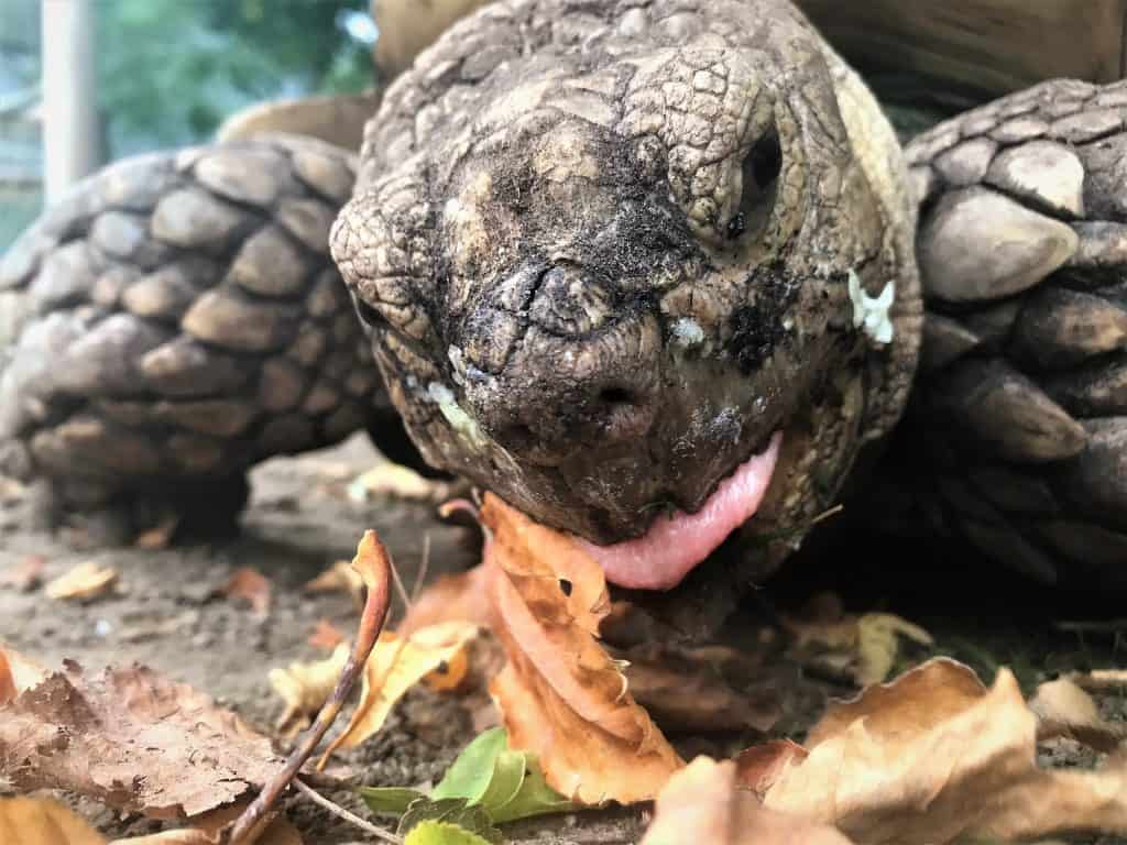 African Spur Thighed Tortoises - Animal Experiences At Wingham Wildlife ...