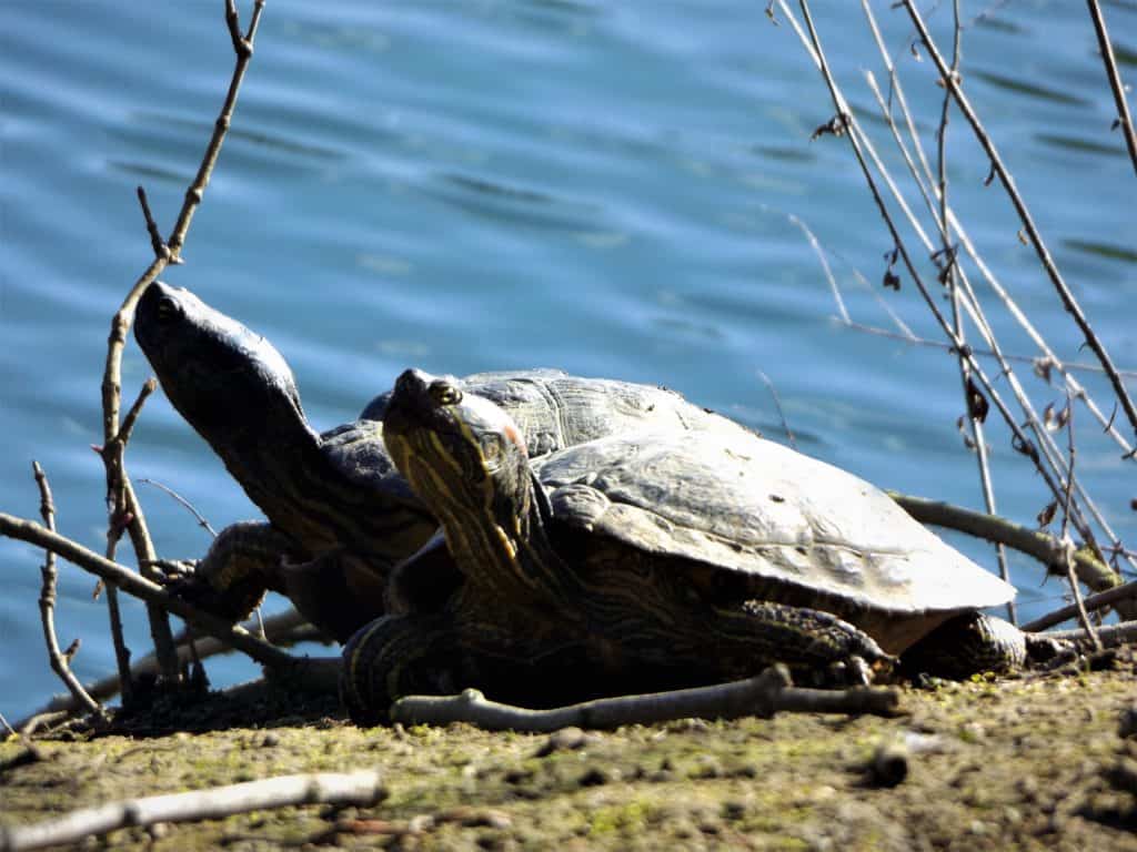 Recycling - Animal Experiences At Wingham Wildlife Park In Kent
