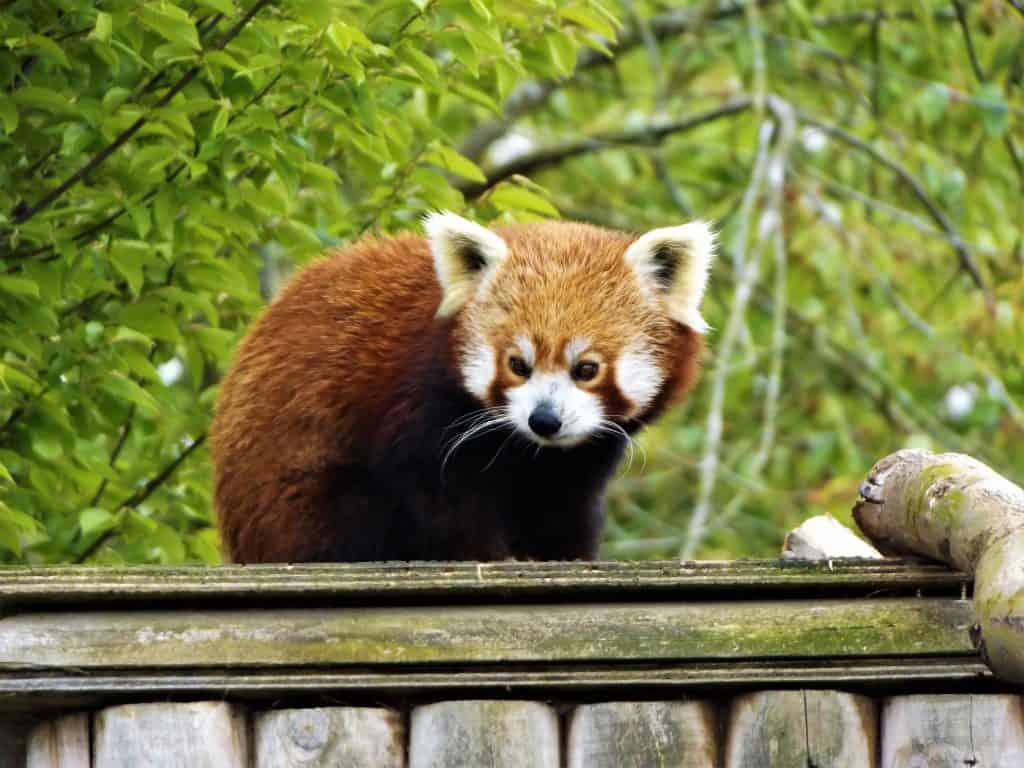 Recycling - Animal Experiences At Wingham Wildlife Park In Kent