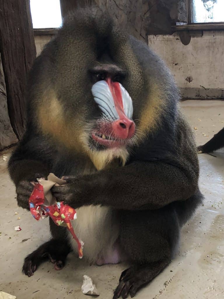 “Did you know?” – Monkey edition for Monkey Day! - Animal Experiences ...