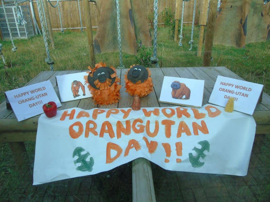 International Orangutan Day - Animal Experiences At Wingham Wildlife ...