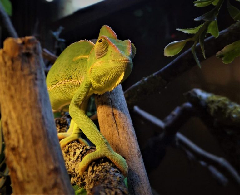 World Lizard Day - Animal Experiences At Wingham Wildlife Park In Kent