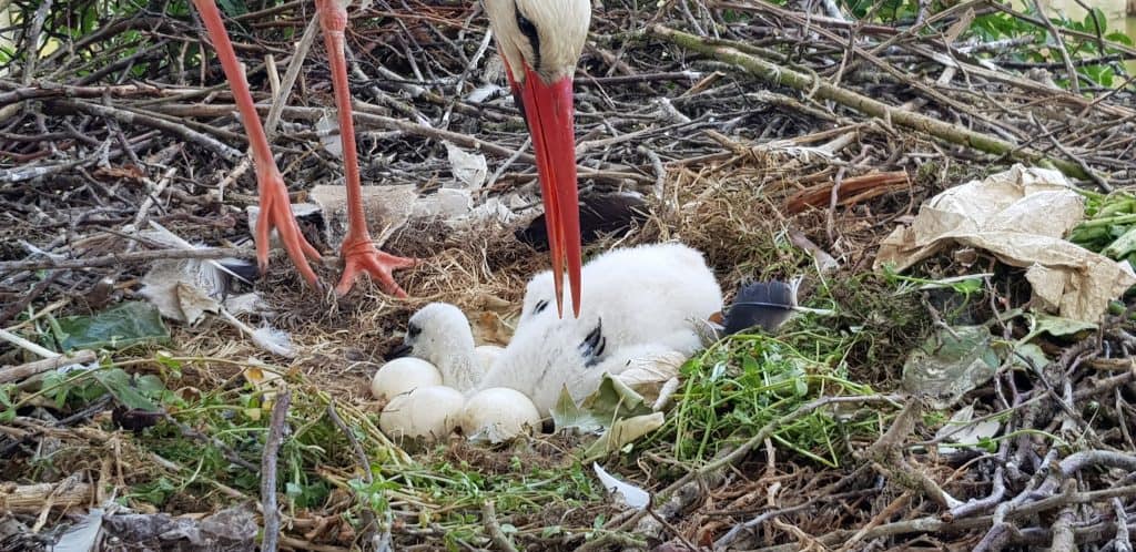 White Stork Chick - Animal Experiences At Wingham Wildlife Park In Kent
