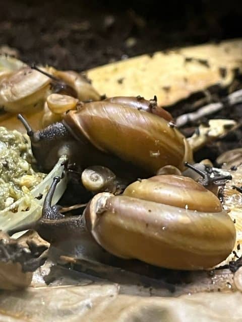 Barbados Blue Snail - Animal Experiences At Wingham Wildlife Park In Kent