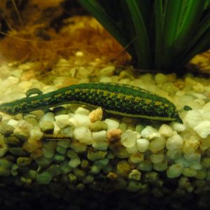Medicinal Leech - Animal Experiences At Wingham Wildlife Park In Kent