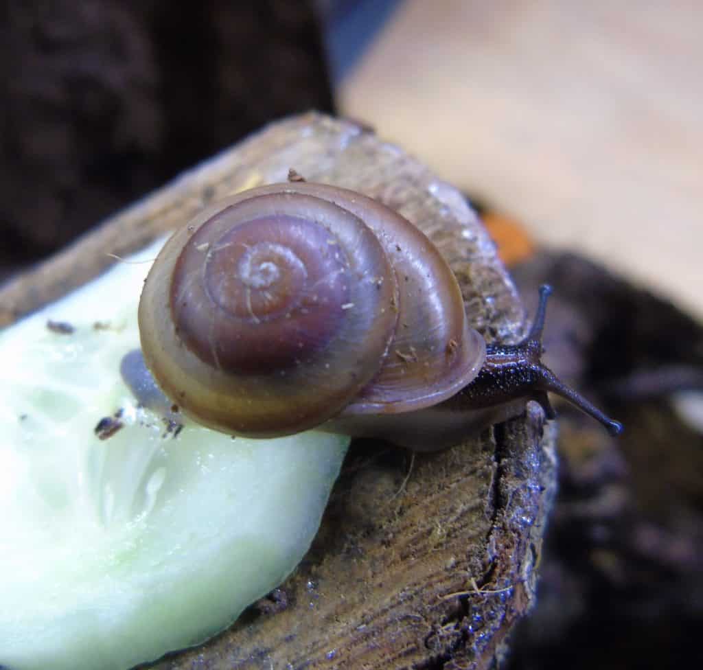 Barbados Blue Snail - Animal Experiences At Wingham Wildlife Park In Kent
