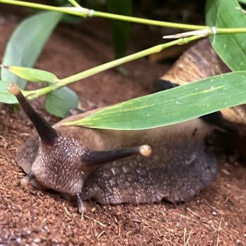 Giant African Snail - Animal Experiences At Wingham Wildlife Park In Kent