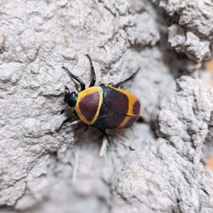 Sun Beetle - Animal Experiences At Wingham Wildlife Park In Kent