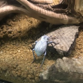 Blue Death Feigning Beetle - Animal Experiences At Wingham Wildlife ...
