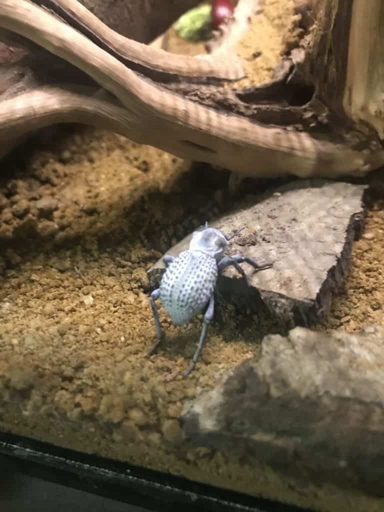 Blue Death Feigning Beetle - Animal Experiences At Wingham Wildlife ...