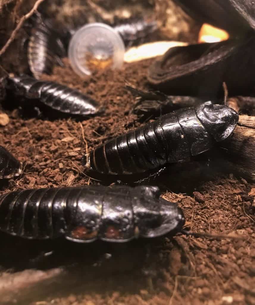 Madagascan Hissing Cockroach - Animal Experiences At Wingham Wildlife ...