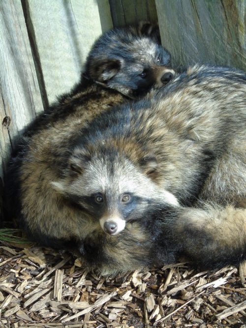 See The Animals At Wingham Wildlife Park, Based In Kent.