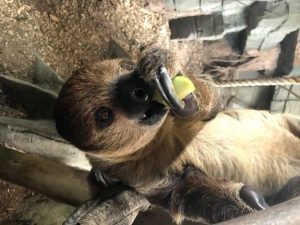 Sloth Experiences - Animal Experiences At Wingham Wildlife Park In Kent