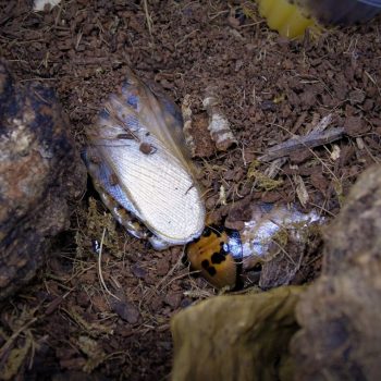 Trinidad Bat Cave Cockroach - Animal Experiences At Wingham Wildlife ...