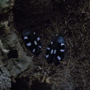 Indian Domino Cockroach - Animal Experiences At Wingham Wildlife Park ...