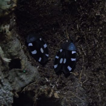 Indian Domino Cockroach - Animal Experiences At Wingham Wildlife Park ...