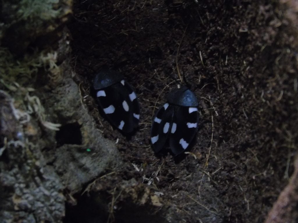 Indian Domino Cockroach - Animal Experiences At Wingham Wildlife Park ...
