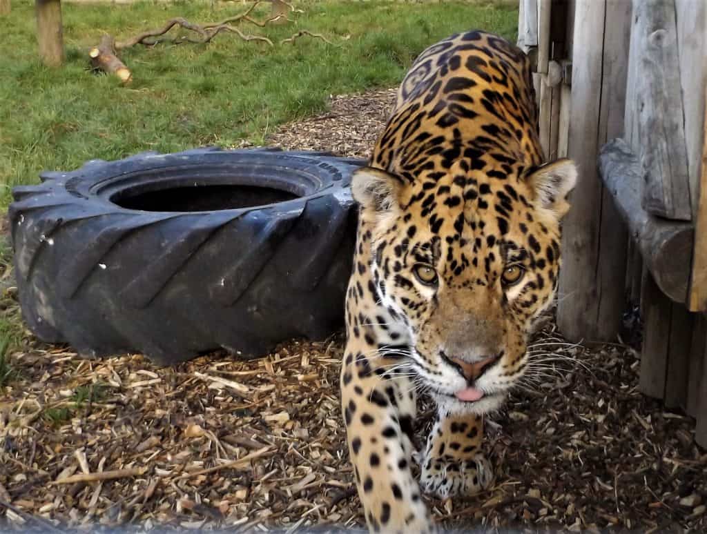 Jungle Animals - Animal Experiences At Wingham Wildlife Park In Kent